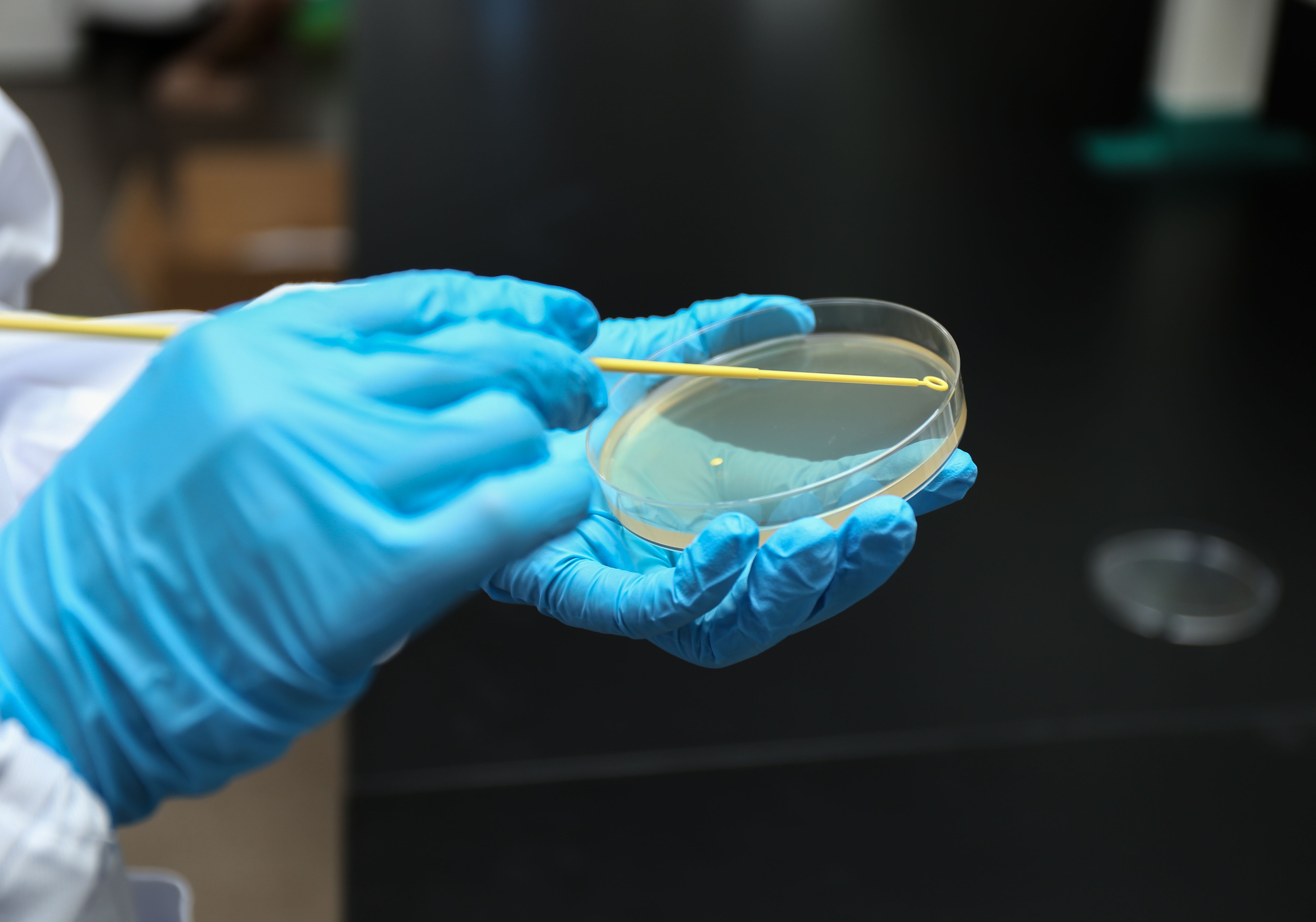 NEST Bacterial Culture Inoculating Needles/Loops